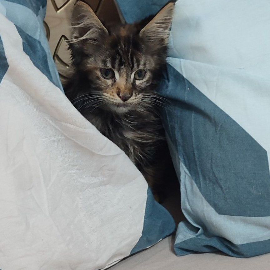 Котята мейн-кун
