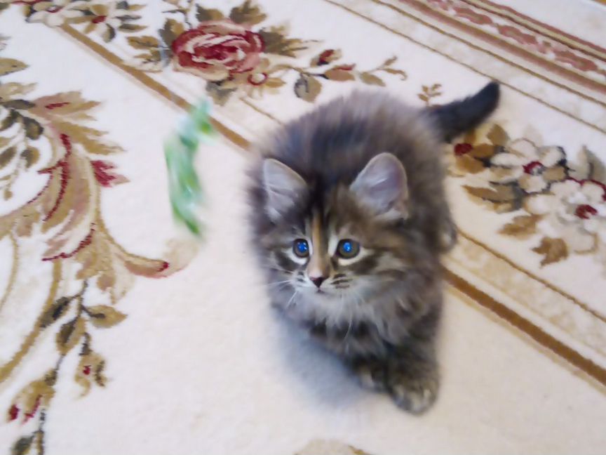 Кошечка трехцветная в добрые руки