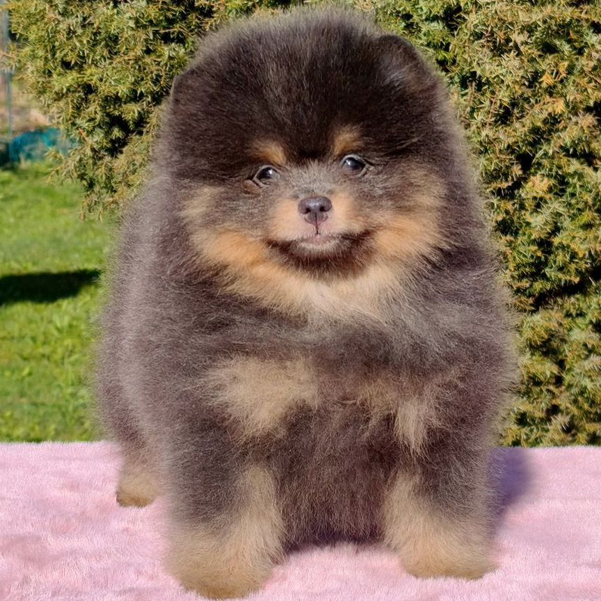 Померанский шпиц, щенок