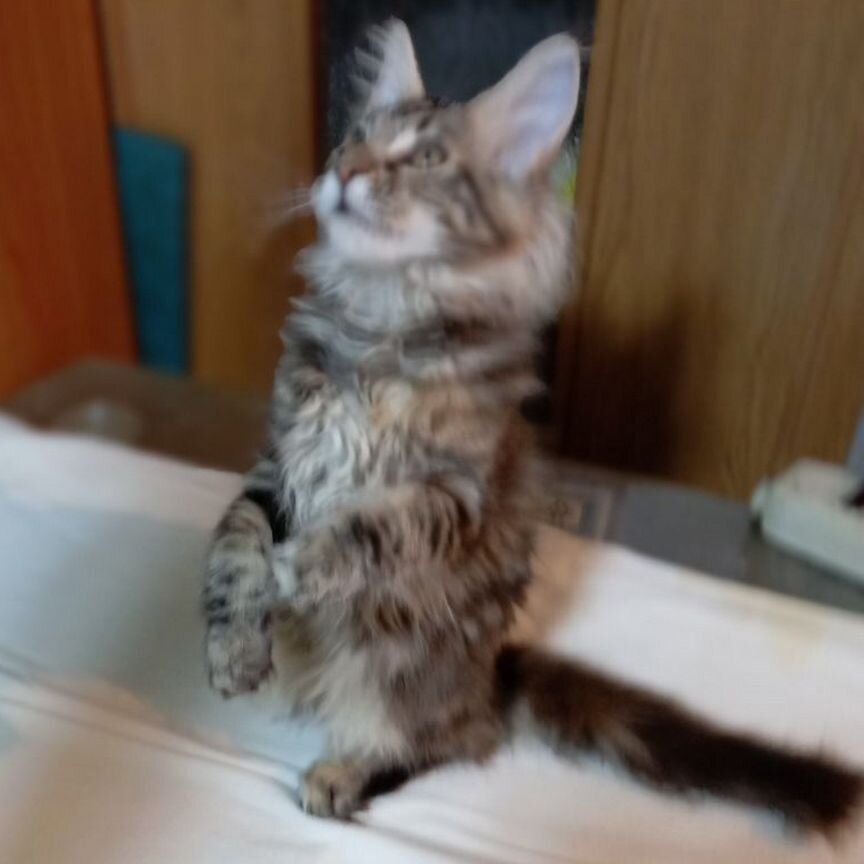 Мейн-кун котёнок