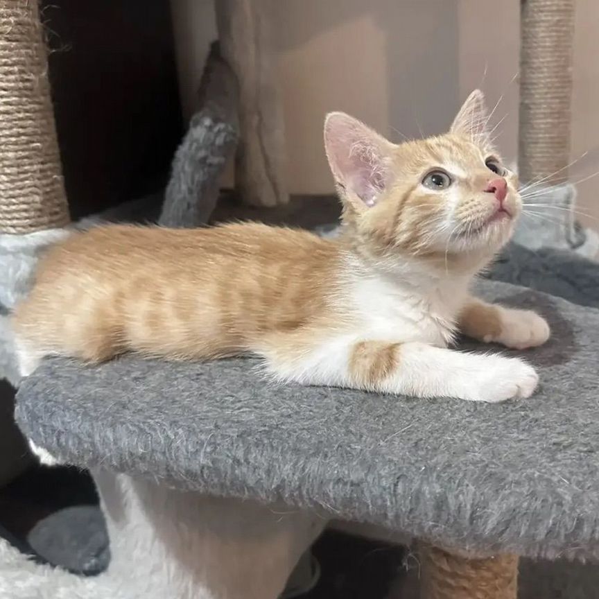 Котёнок в добрые руки