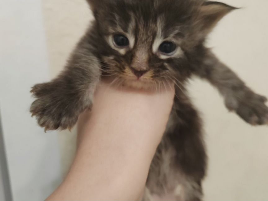 Котята мейн-кун