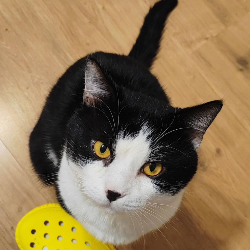 Взрослый кот в добрые руки