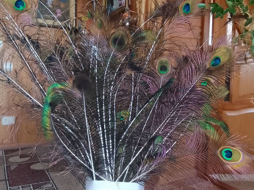 Перо павлина