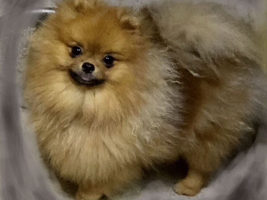 Пом на Миллион