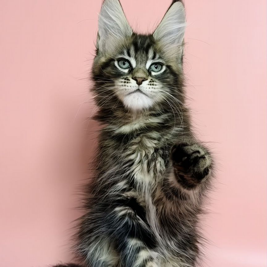 Мейн-кун котёнок