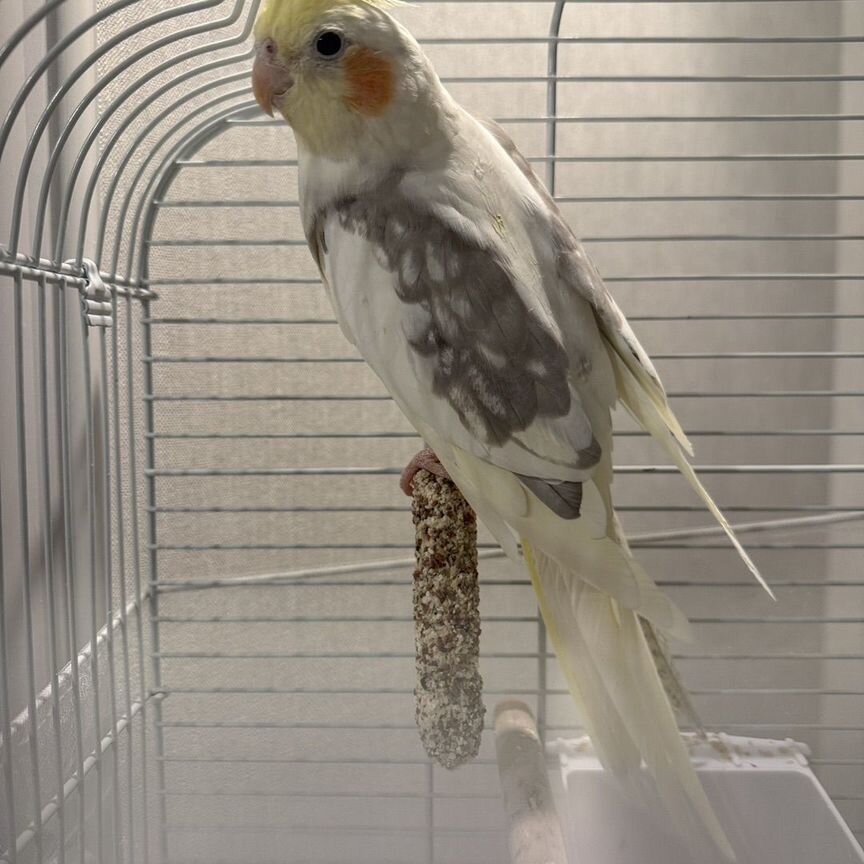 Попугай корелла с клеткой