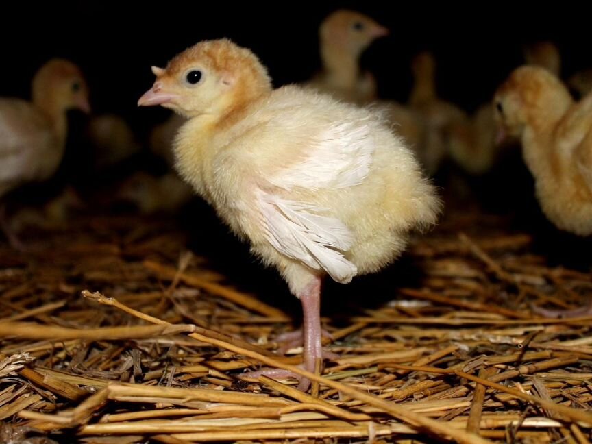 Цыпленок индюка