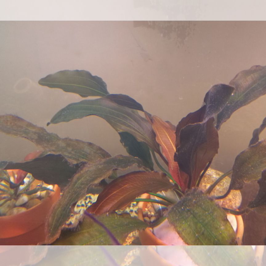 Эхинодорус мичуринец