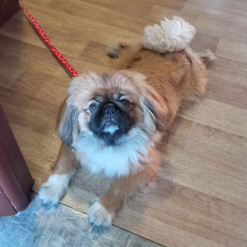 Потерялся пекинес