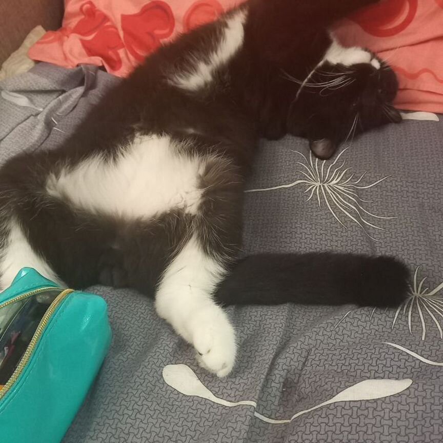 Отдам в добрые руки