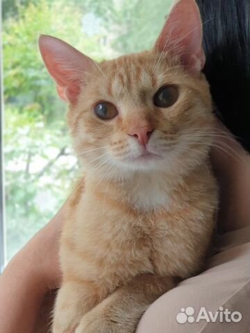 Ричи ищет дом