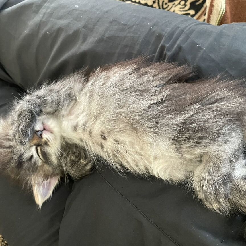 Котята