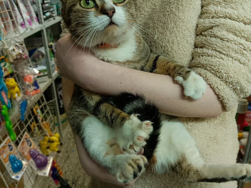 Кошечка девочка ищет дом