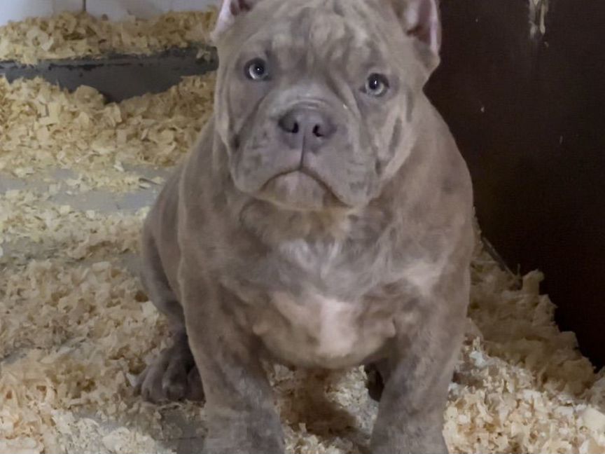 Особенная тигрица булли