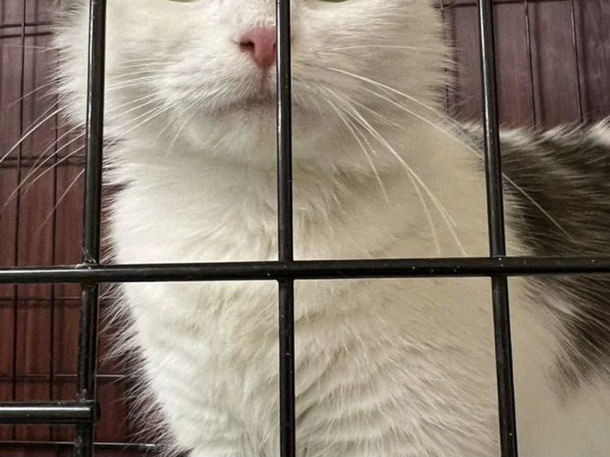 Кошечке красотке грозит улица