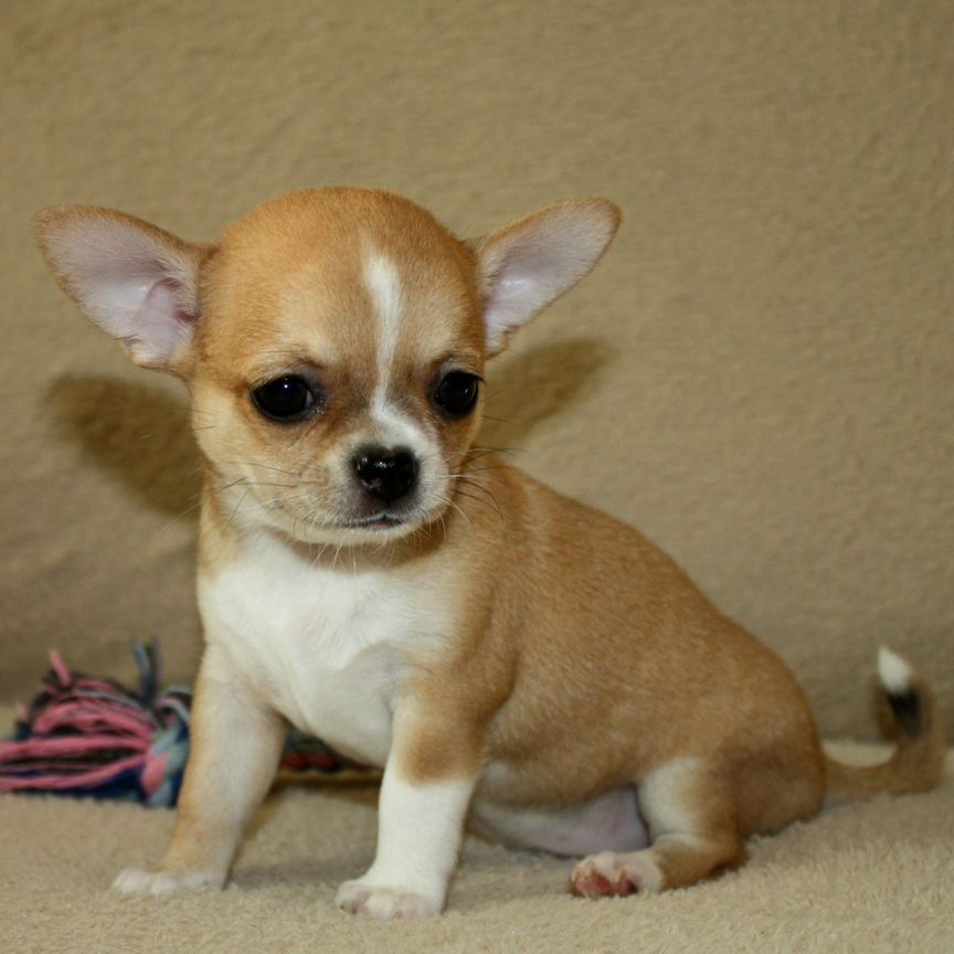 Щенки чихуахуа