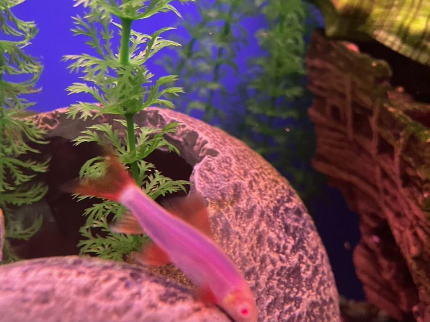 Аквариумные рыбки Лабио