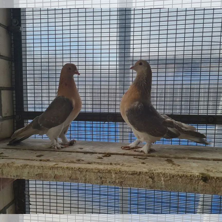 Голуби Турецкая Такла золотая голова