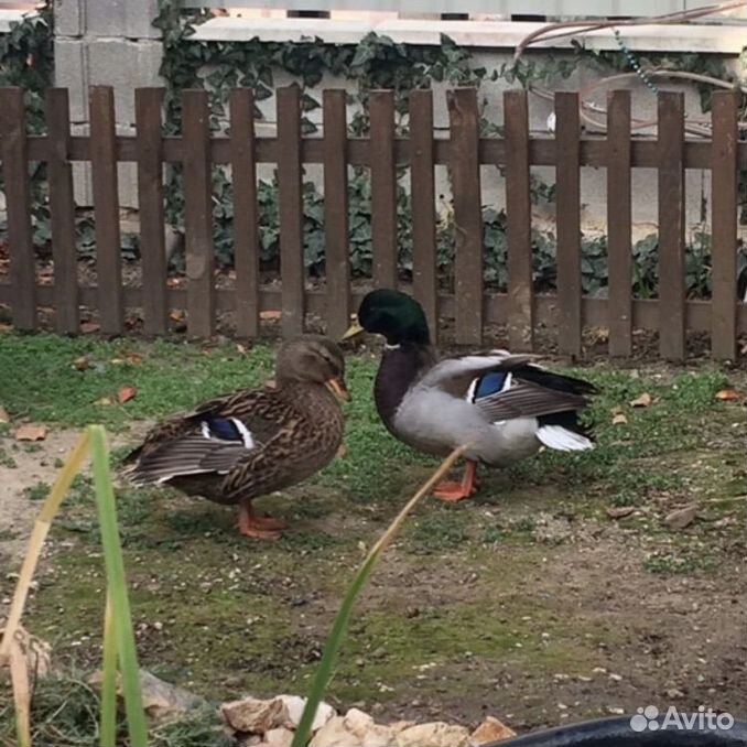 Утка кряква