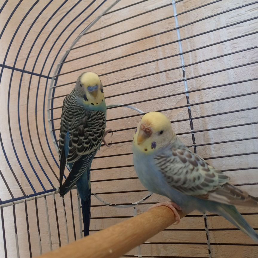 Волнистый попугай с клеткой