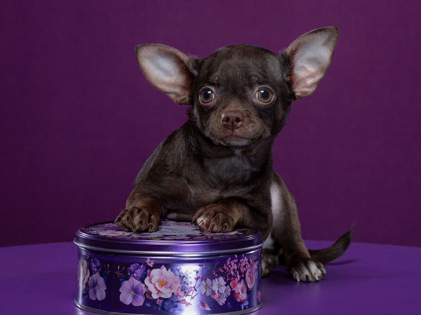 Чихуахуа из питомника с многолетним стажем