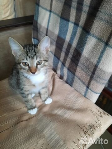 Любознательный котёнок ищет друга