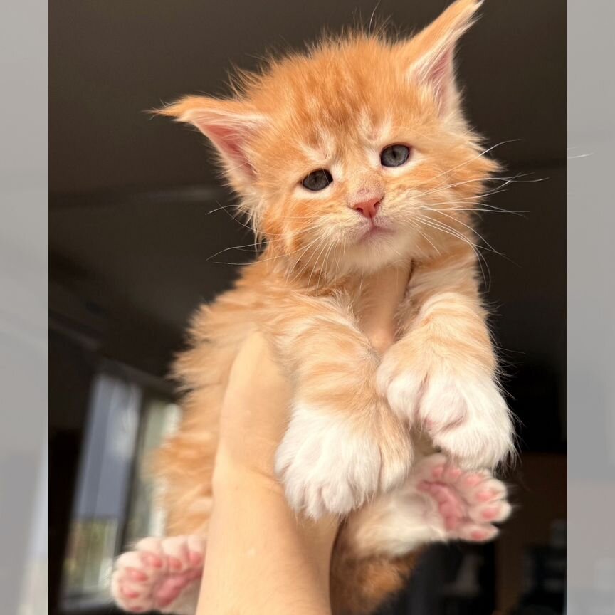 Мейн-кун котёнок