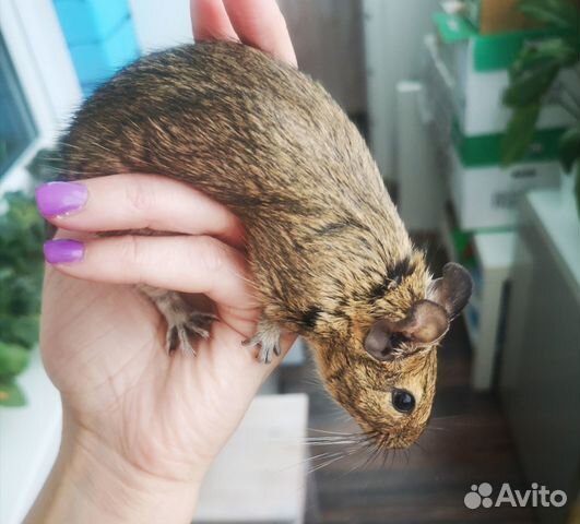 Дегу две девочки белочки