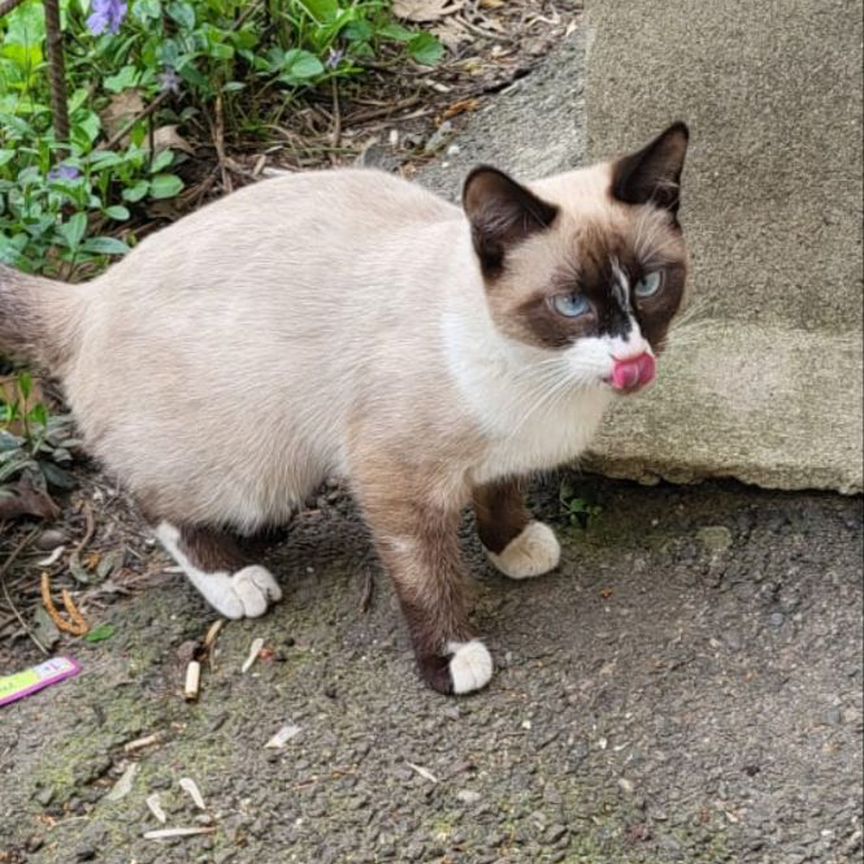 Котик