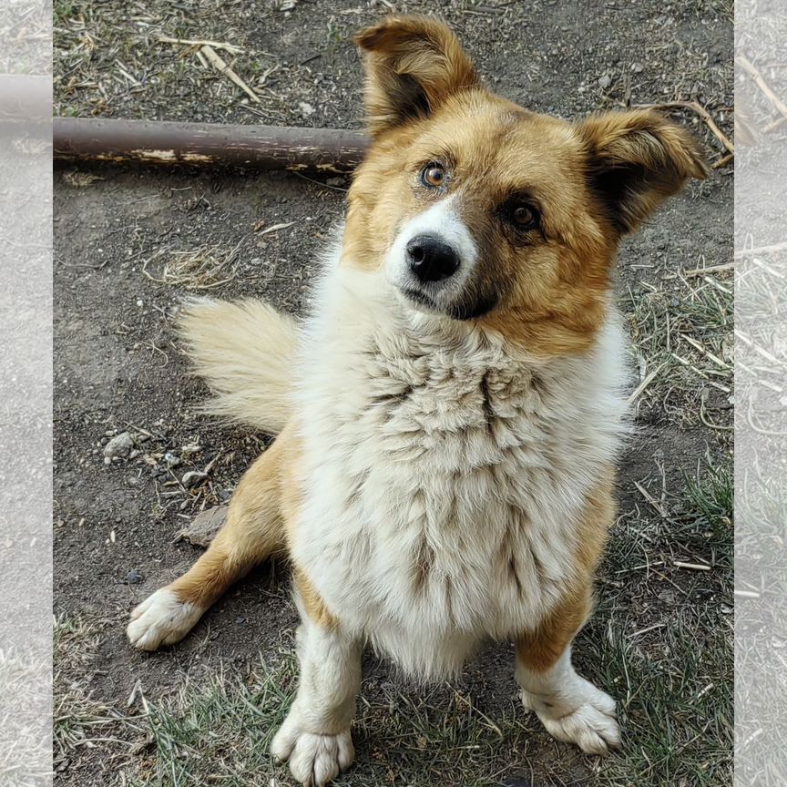 Взрослый пёс в добрые руки