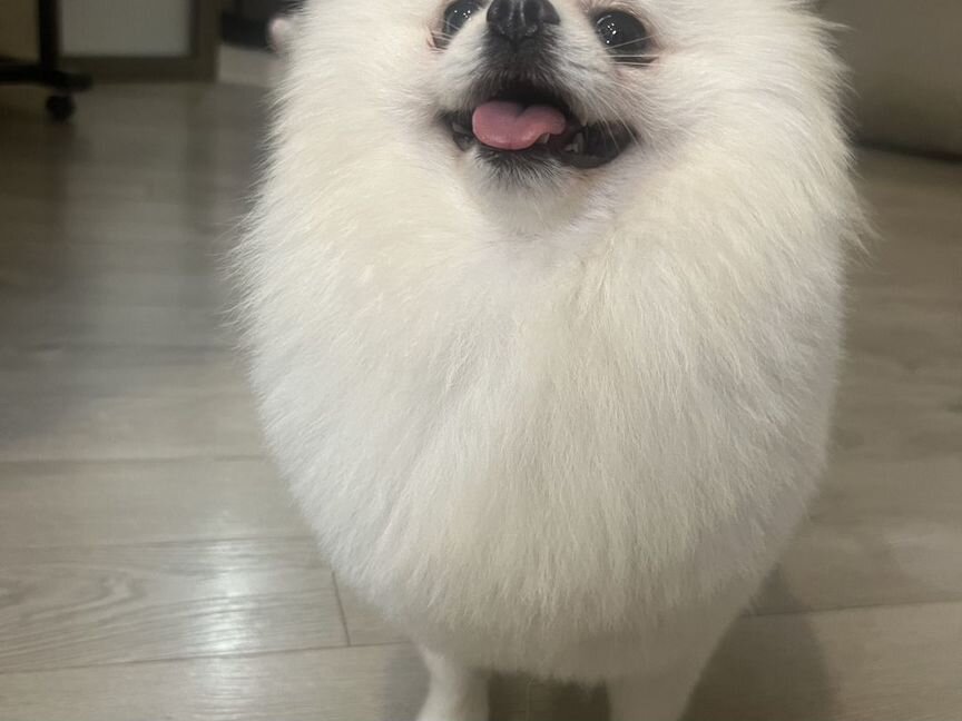 Отдадим в хорошие руки