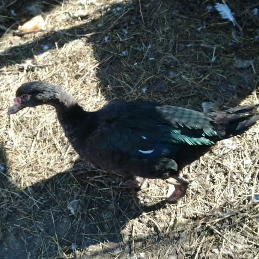 Мускусные утки тяжелые линии