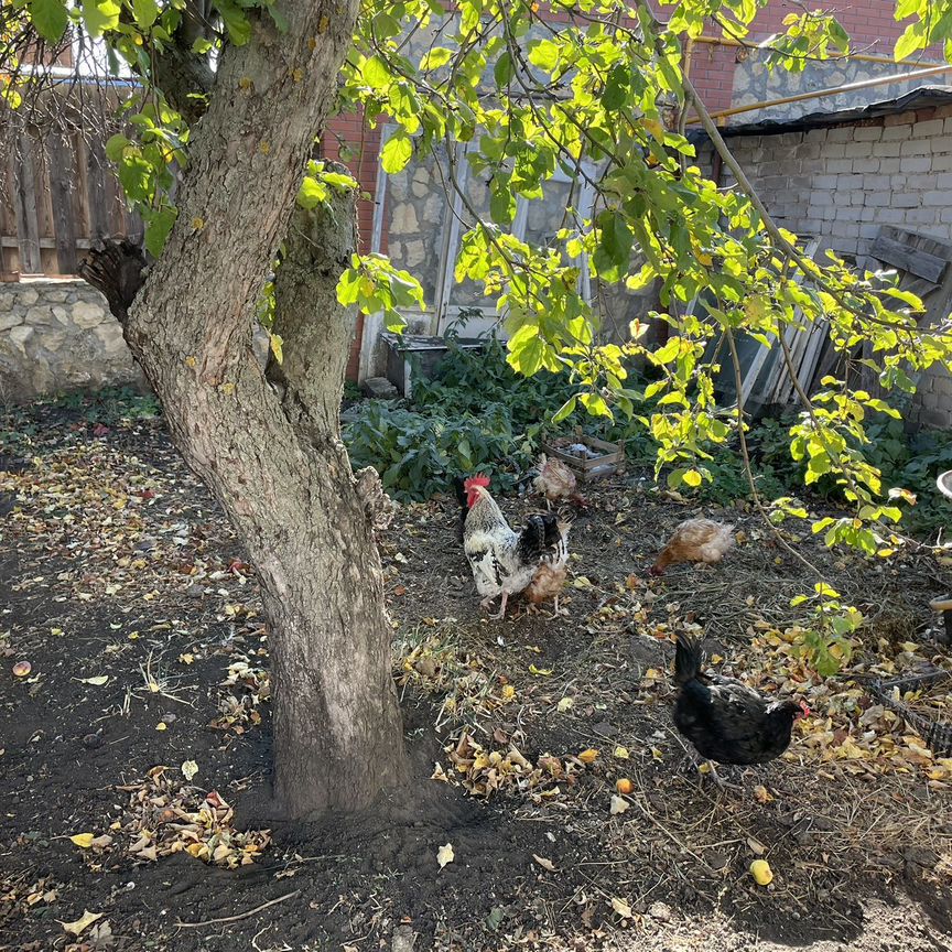 Куры петухи