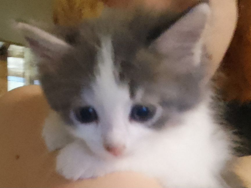 Отдам в добрые руки 3 маленьких девочек