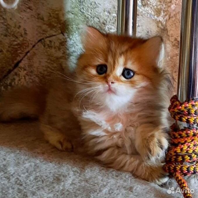 Золотые пушистые котята