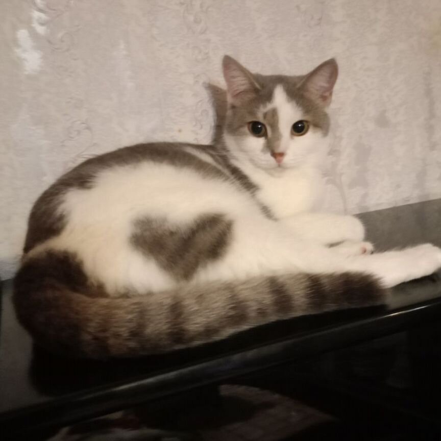 Сибирская, взрослая кошка