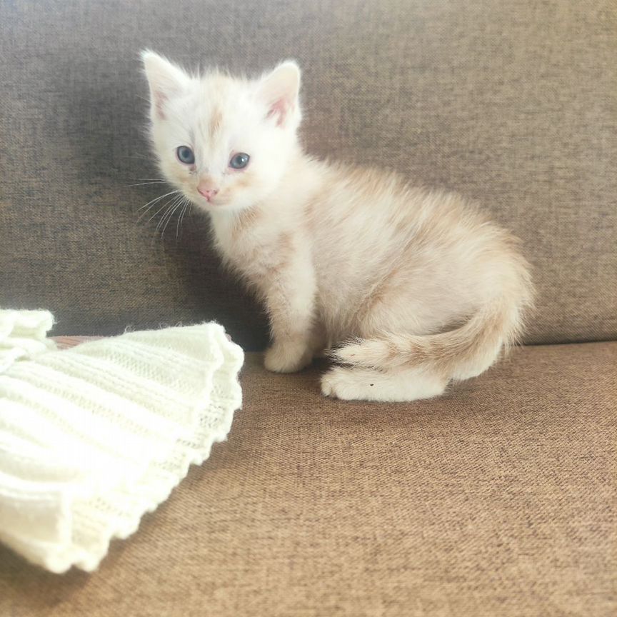 Кошечка