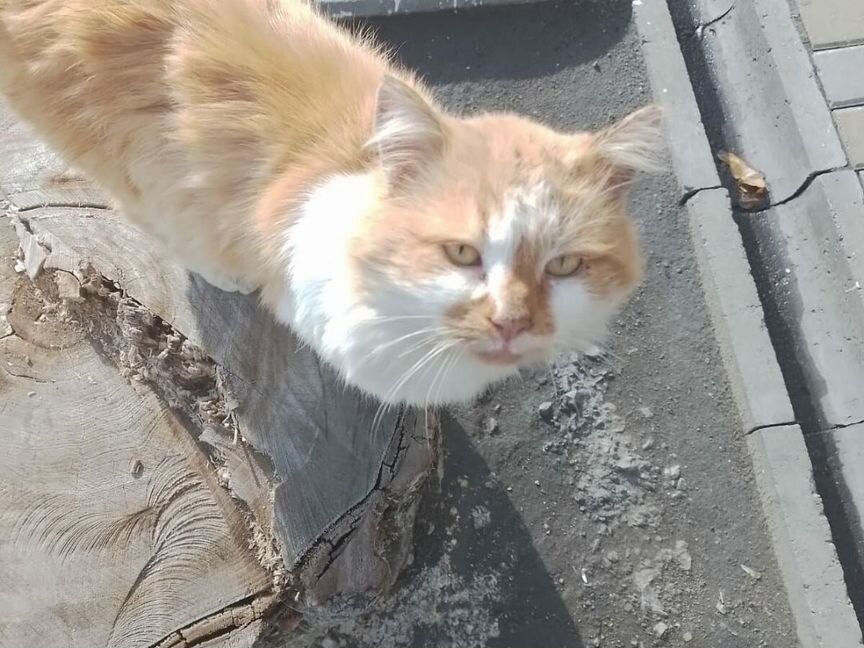 Рыжик в добрые руки