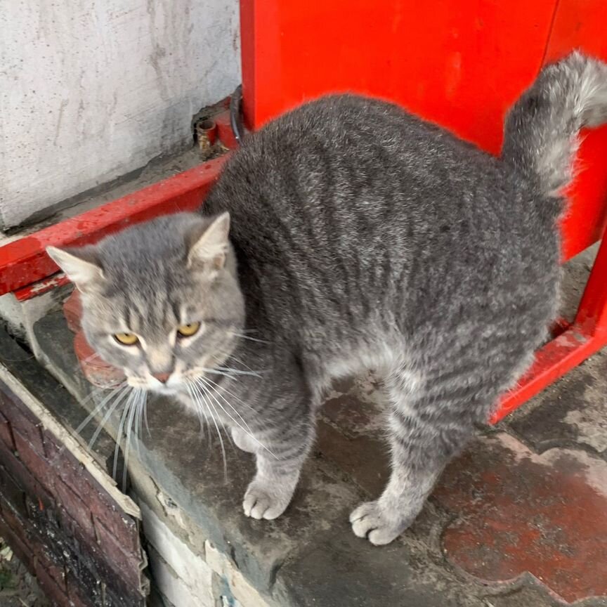 Котик заживо замерзает на улице