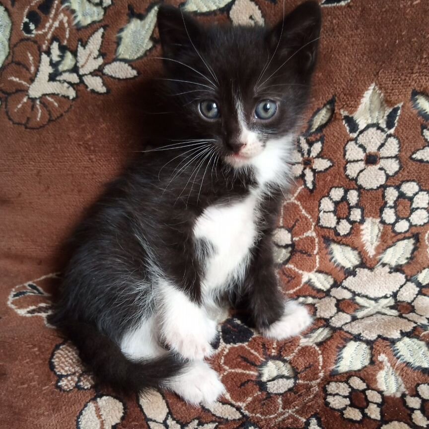 Котята