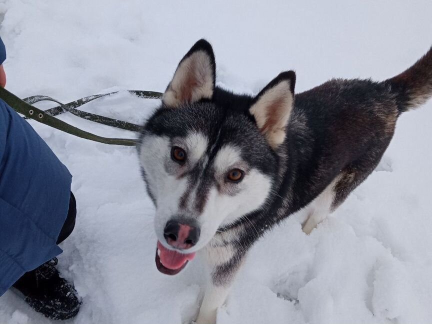 Домашние животные собаки