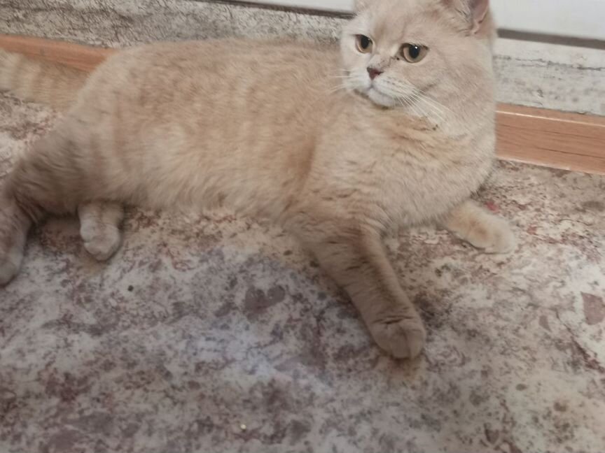 Шотландская кремовая кошка