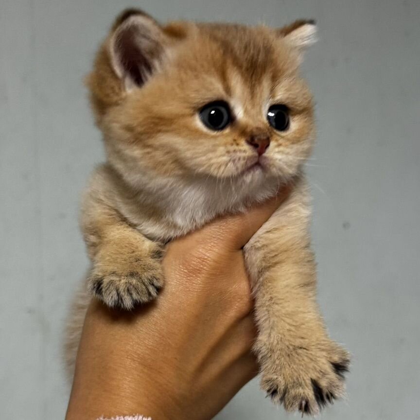 Шотландский прямоухий короткошёрстный котёнок
