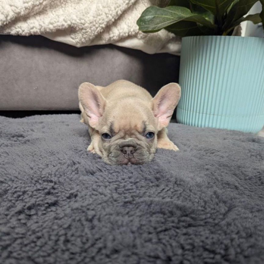 Французский бульдог лилак фавн