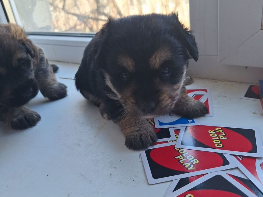 Мини щенки отйорка и болонки