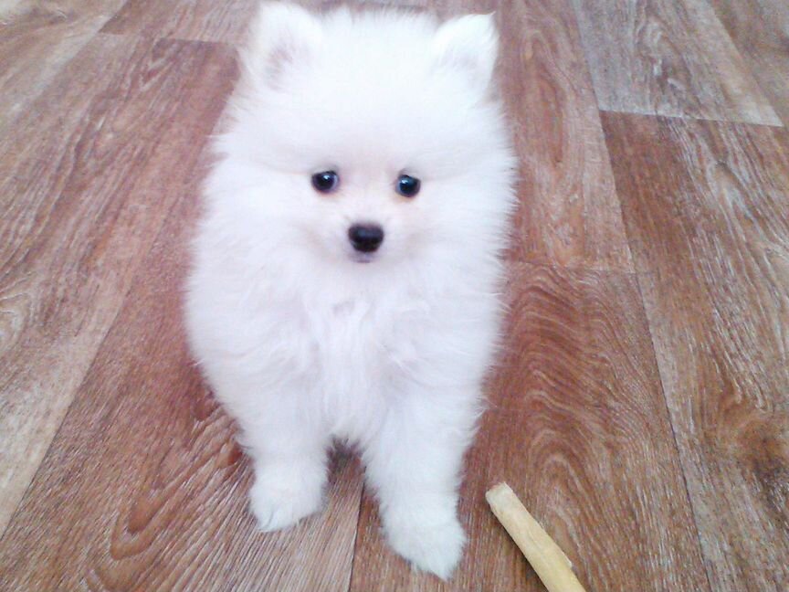 Шпиц девчушка