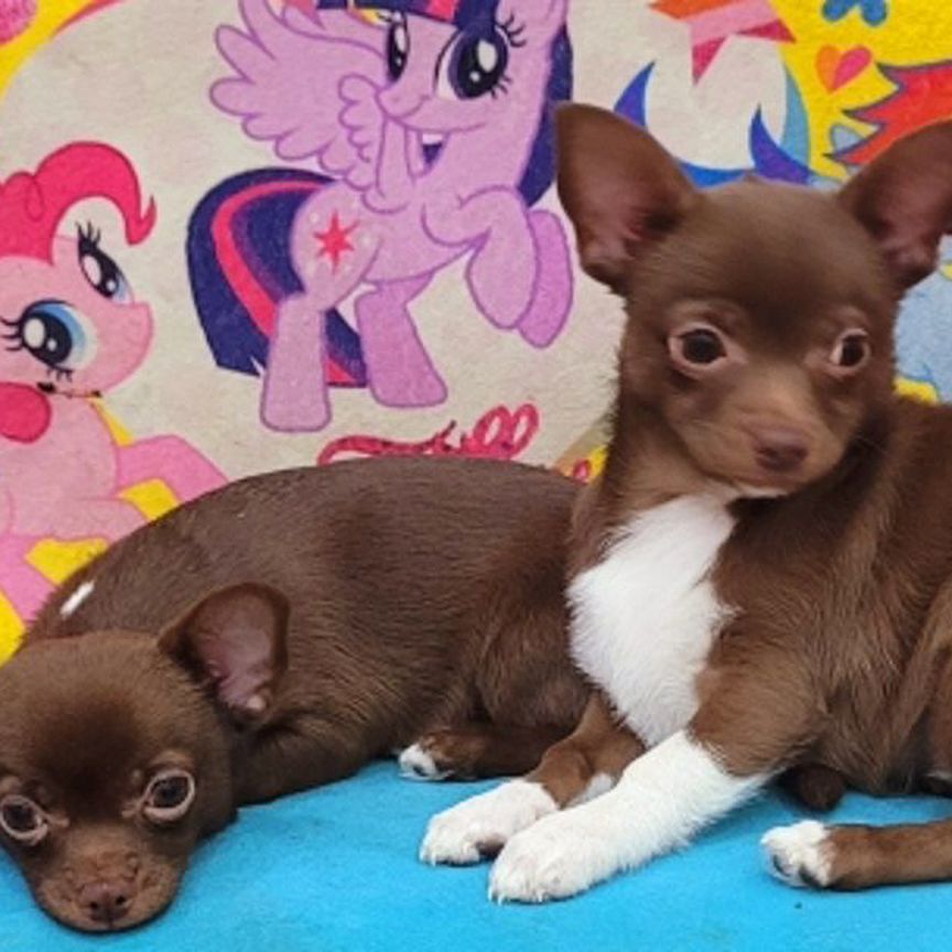 Щенки чихуахуа девочки