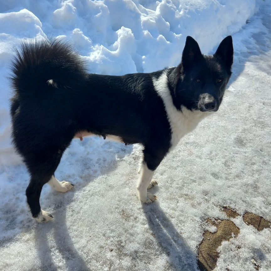 Лайка, взрослая собака