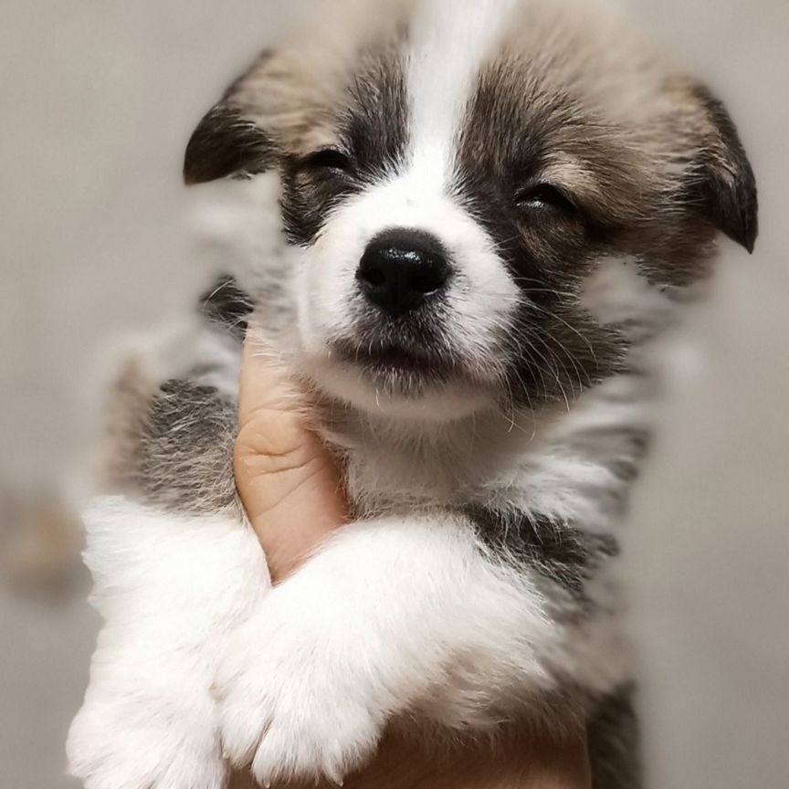 Рыжий красавчик